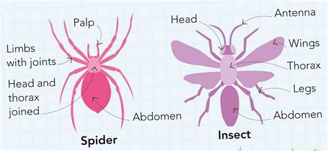 Are Spiders Insects