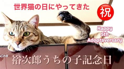 8月8日は世界猫の日と裕次郎うちの子記念日！ こなつ日和diary 猫まみれ生活