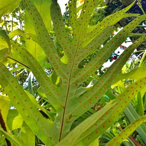 Plant Faqs Microsorum Scolopendria Phymatosorus Scolopendria Monarch Fern