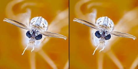 Skeeter Stereo 4x Objective Macro R Microscopy