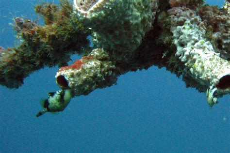 The Yellowmargin Triggerfish Juvenile Whats That Fish