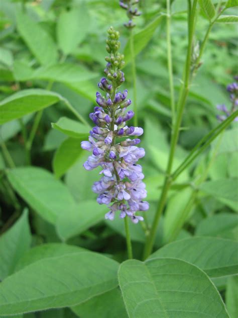 Orbexilum Onobrychis French Grass Prairie Moon Nursery