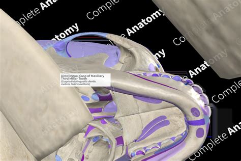 Distolingual Cusp Of Maxillary Third Molar Tooth Complete Anatomy