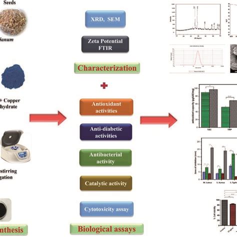Schematic Diagram Of Green Synthesis Characterization And Biological Download Scientific