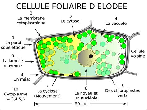 Structure De La Feuille