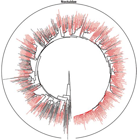 maximum likelihood tree inferred by raxml lineages that fell within