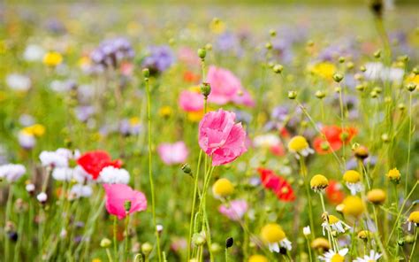 Spring Meadow Wallpapers Wallpaper Cave
