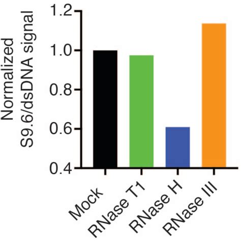 Video R Loop Analysis By Dot Blot