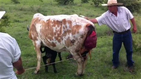 Prolapse Of The Uterus In A Cow Before And After Calving Treatment