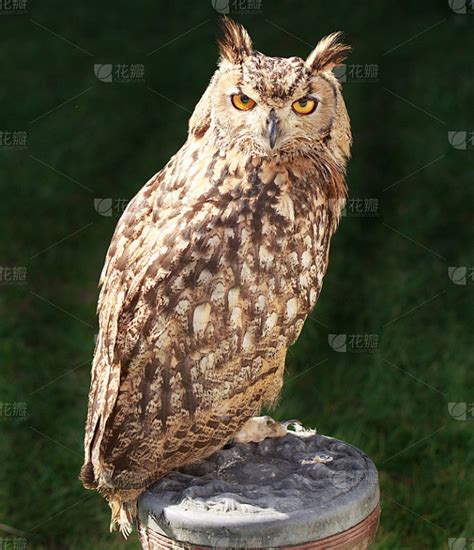 圈养的雕鸮在木头上休息