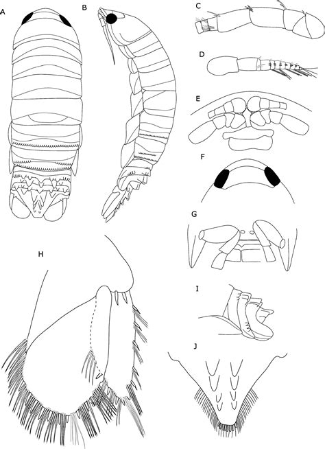 Fig 1 Cirolana Merlion N In Review Of The Cirolana Pleonastica Group Crustacea Isopoda