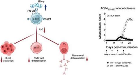 Marcelo Carvajal Qf Mba Mha On Linkedin Interferon γ Controls Aquaporin 4 Specific Th17 And B