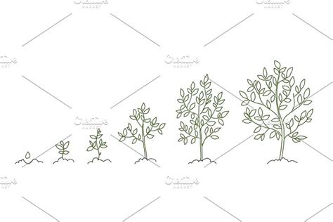 Tree Growth Stages Sketch