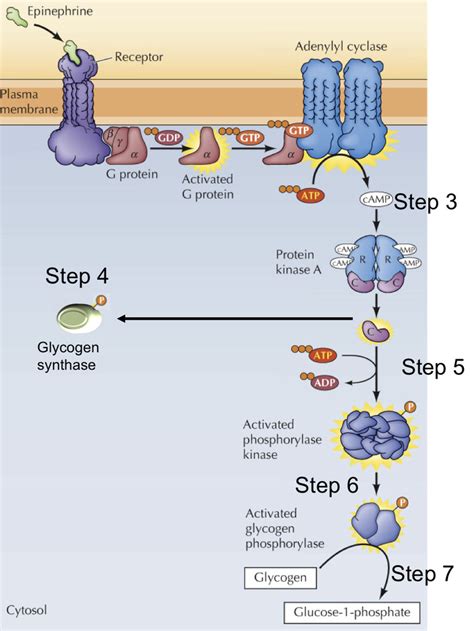 Gpcr Signaling Diagram Quizlet