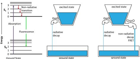 6 2 Frap Flip Fret And Flim Bs2010 Bioimaging