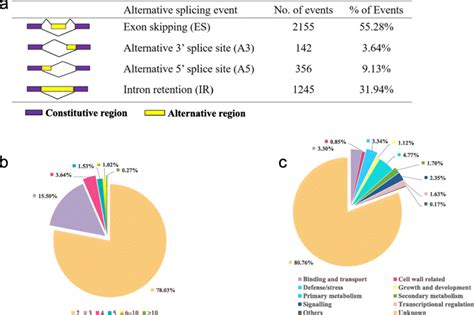 Alternative Splicing Events And Splice Isoform Analysis With Iso Seq Download Scientific