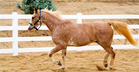 What Is A Roan Horse National Equine