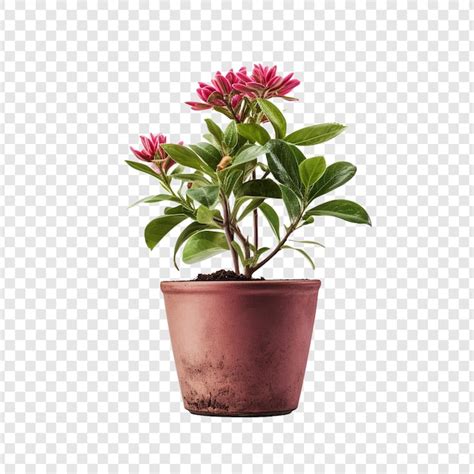 투명 한 배경에 고립 된 화분 프리미엄 Psd 파일 투명 한 배경에 고립 된 화분 프리미엄 Psd 파일