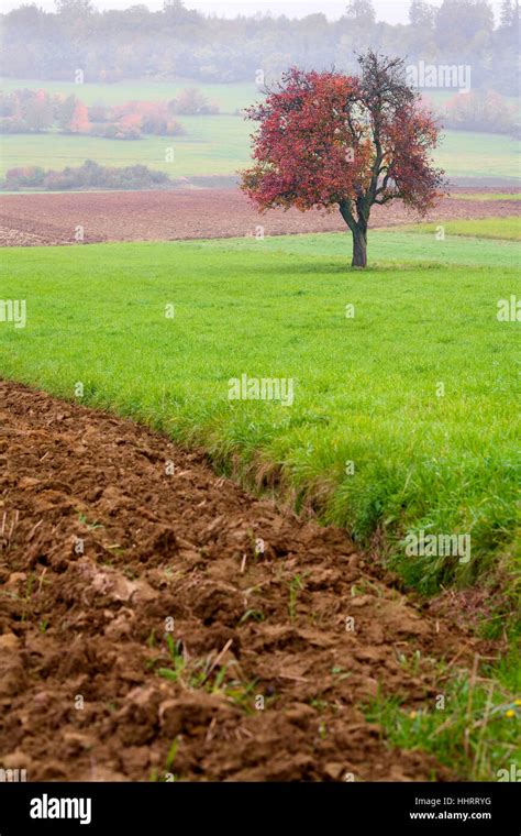 Single Tree Ground Soil Earth Humus Brown Brownish Brunette Stock Photo Alamy