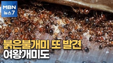 인천항서 맹독 붉은불개미 62마리 발견…1km 나는 여왕개미 나와 비상 [mbn 뉴스7] Youtube