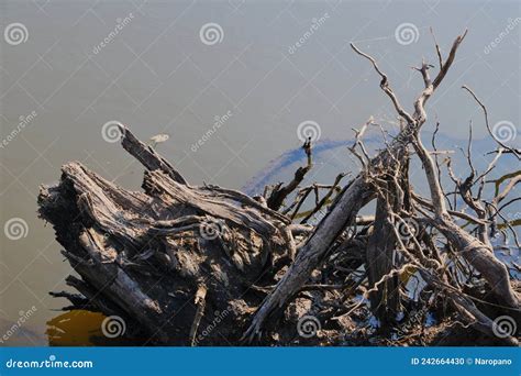 Tree Roots Dry In Water Stock Photo Image Of Summer 242664430