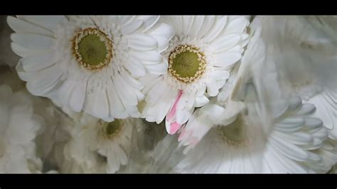 큐어미니거베라 생화 생화택배 생화도매 인터넷꽃시장 인터넷꽃도매 장미대량구매 꽃 꽃종류 꽃다발 꽃도매 꽃시장 부산꽃시장 김해꽃시장 꽃쇼핑몰 김해꽃 부산꽃 꽃싸게사는법