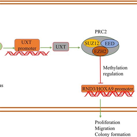 Uxt Regulates The Tumor Microenvironment Uxt V2 Promotes Glycolysis