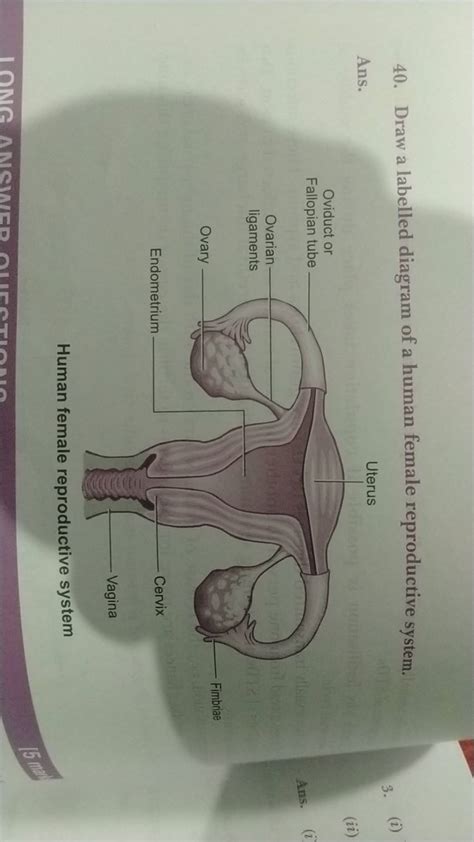 Draw A Labelled Diagram Of A Human Female Reproductive System Filo
