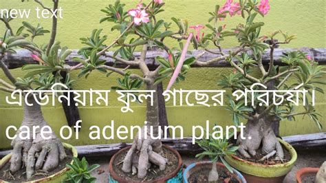 কিভাবে আমি আমার এডেনিয়াম ফুল গাছের পরিচর্যা করি। Care Tips My Adenium Plant Youtube
