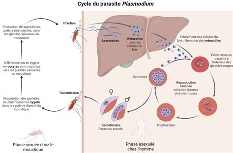 Plasmodium Du Paludisme