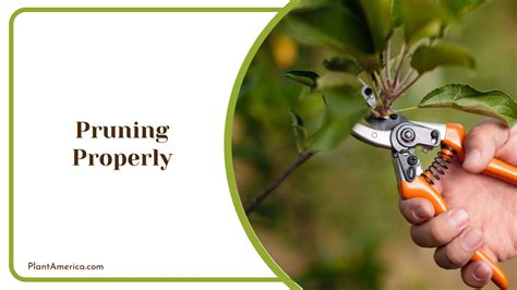 Goji Berry Plant Problems And Solutions You Should Know Plant America