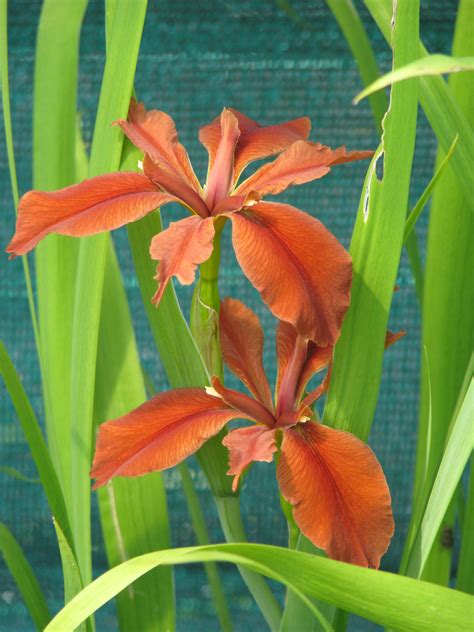 Iris Fulva Copper Iris 2 Quart Catskill Native Nursery Catalog