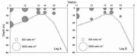 The Vertical Distribution Of Prochlorococcus Like Cells In A Section Download Scientific