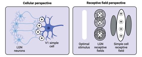 65 The Thalamus And Primary Visual Cortex Social Sci Libretexts