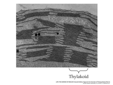 Biology Lecture Flashcards Quizlet