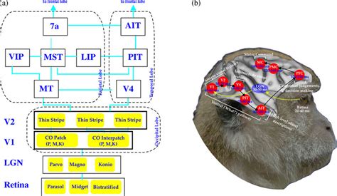 Functional Organization Of The Macaque Visual System A Flow Chart Download Scientific