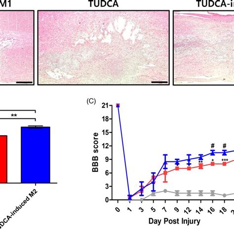 Haematoxylin And Eosin Staining And Motor Function Recovery A Seven