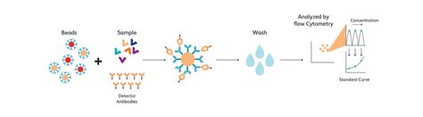 Bead Based Immunoassays Bd Biosciences