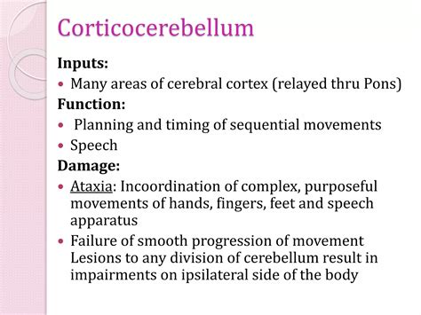Cerebellum Parts And Function Ppt