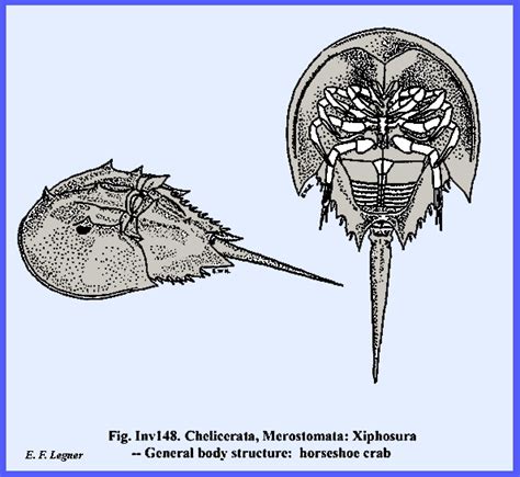 Subphylum Chelicerata Examples