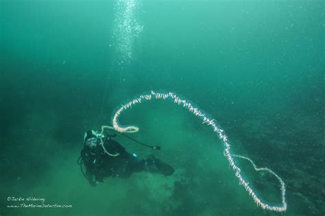 Giant Siphonophore Praya Species The Marine Detective