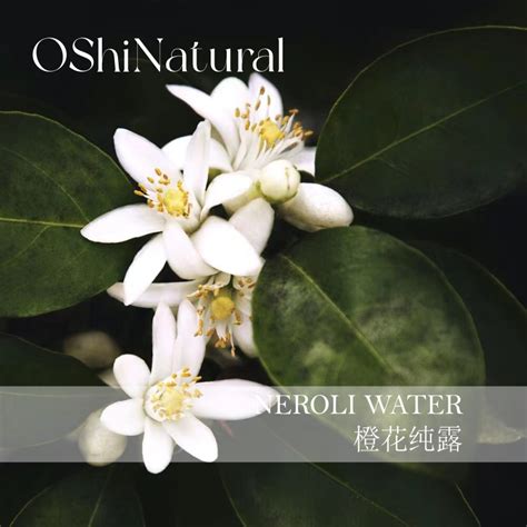 有机摩洛哥 苦橙花纯露丨OShiNatural 自然欧植