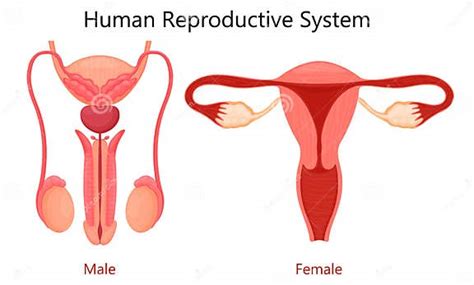 Male And Female Human Reproductive System With Labelled Parts On White