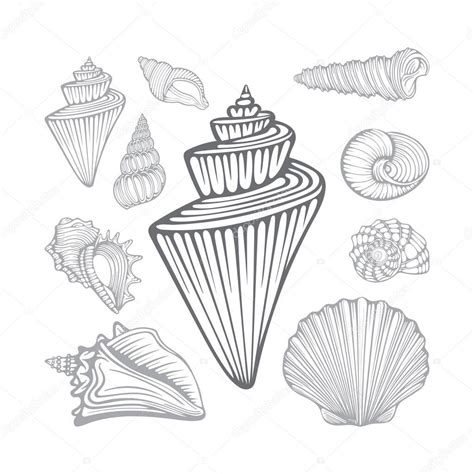 Conchas Marinas Diferentes Conchas Marinas Ilustraciones Vectoriales Dibujadas A Mano Conjunto