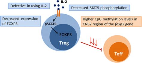 Functional Defects Of Treg Cells In Ankylosing Spondylitis As Foxp3