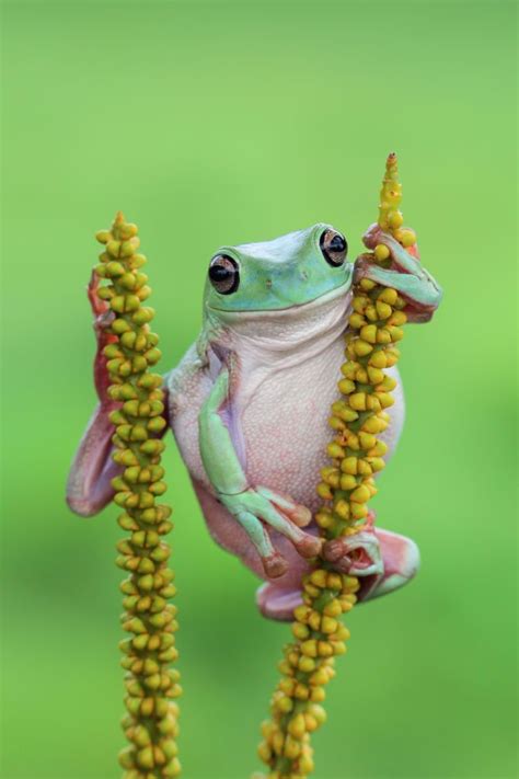 Dumpy Tree Frog Balancing Between Two Plants Artofit