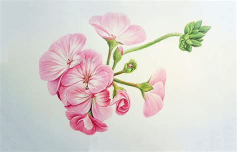 〔彩铅花卉 天竺葵花〕作者：泽源手绘 高清图片，堆糖，美图壁纸兴趣社区