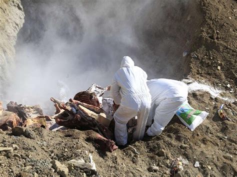 “Үүлэнгөү” ХХК ийн шаардлага хангаагүй 15 3 тонн үхрийн махыг устгажээ Updown Mn