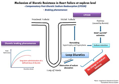 Sodium Glucose Co Transporter 2 Inhibitors On Diuretic Resistance In Hf