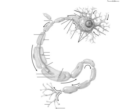 Label Structure Of A Neuron Quiz